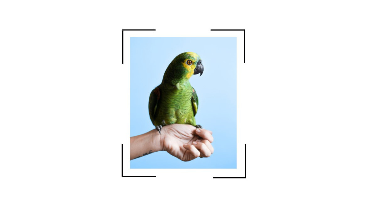 Identifié, un animal perdu a 40% de chance de plus d'être retrouvé ...